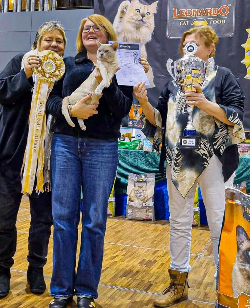 World Cat Show 2024 vom Felidae e.V. ⋆ ANIMALS