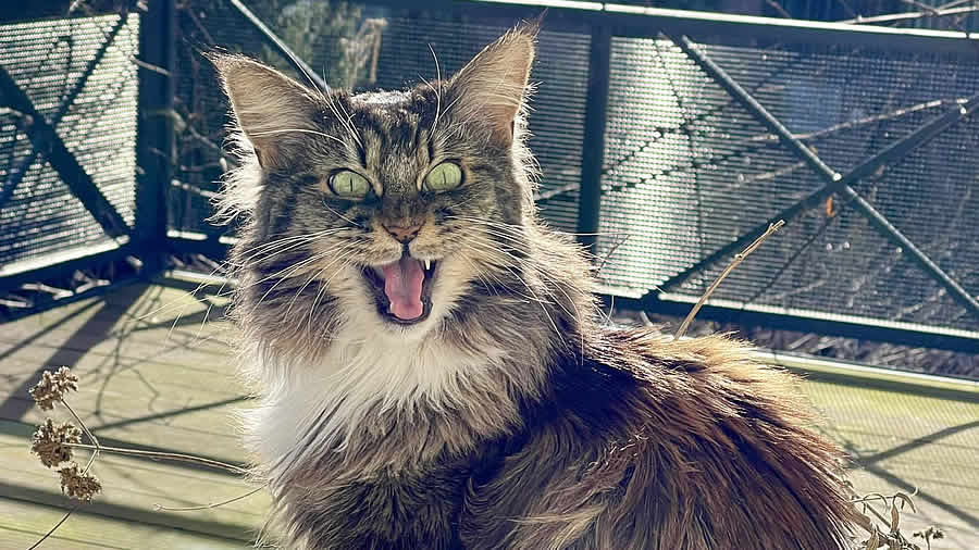 Wunderbare Katzenbilder von Maine Coon Katzen