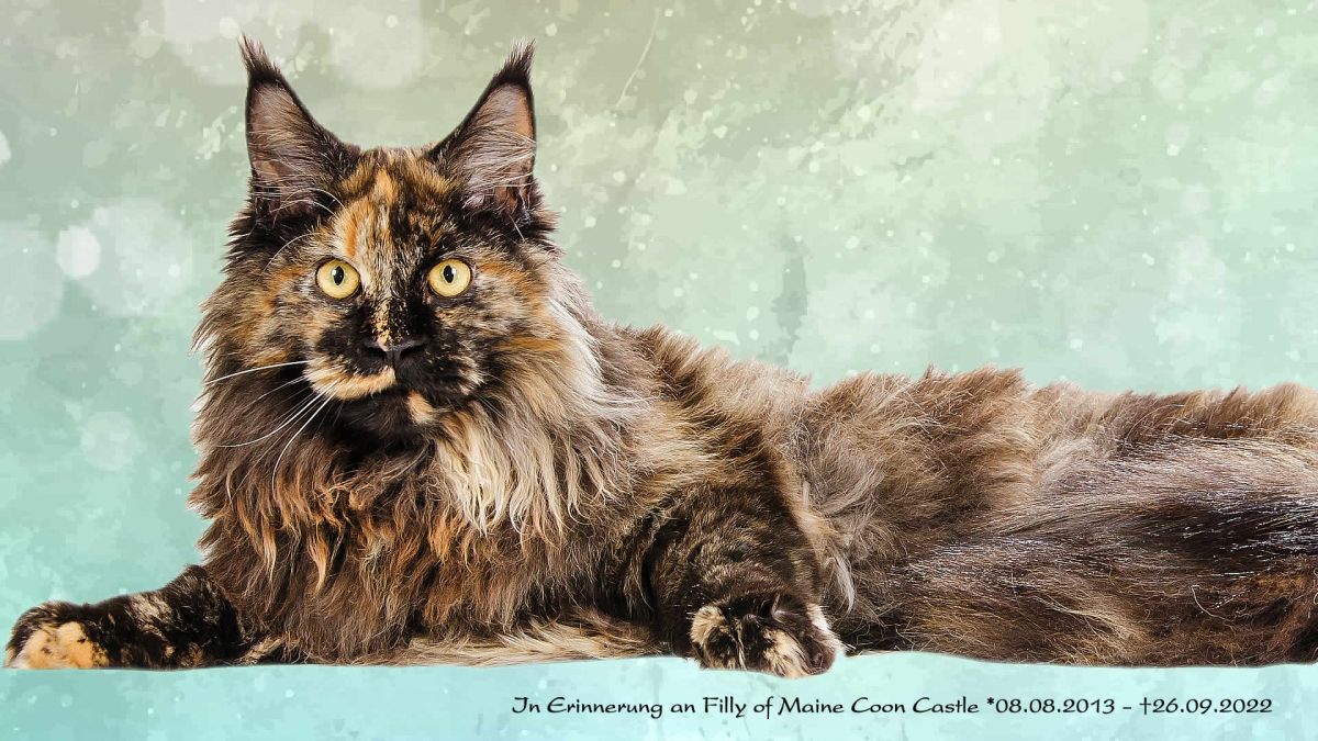Anton Of Maine Coon Castle, Maine Coon – JMNG