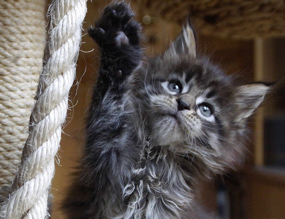 Fellfarben der Katze - Fellzeichnung - Maine Coon Katze