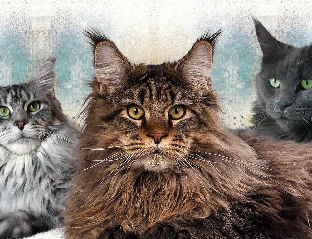 Fellfarben der Katze - Fellzeichnung - Maine Coon Katze