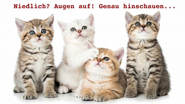 Ach schau an! Einblicke in die Katzenzüchter Szene ⋆ Katzenblog