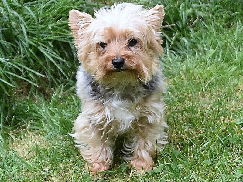 Maine Coon Report 06/2023 ⋆ Katzenblog - Maine Coon Castle