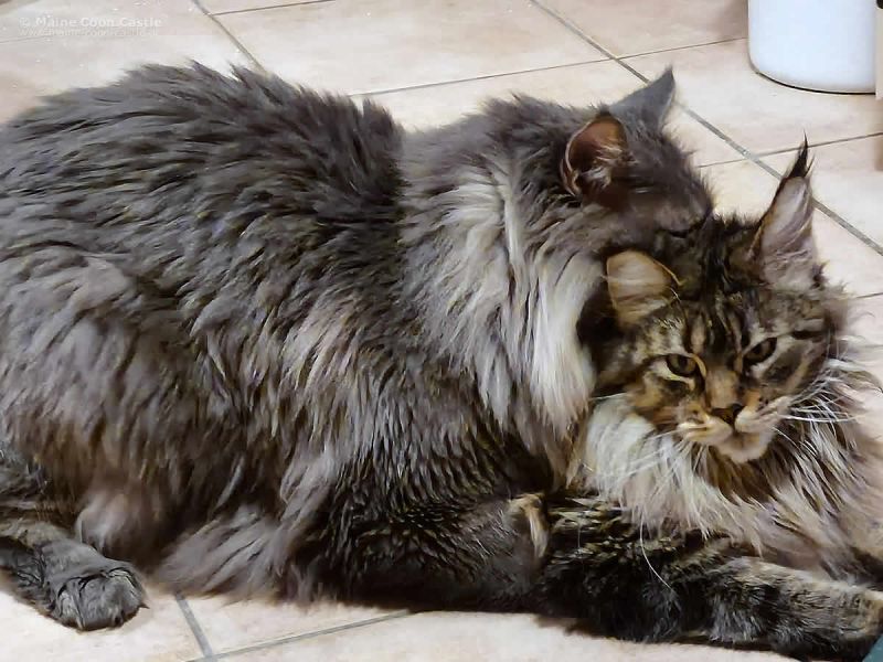 Maine Coon Report 01/2023 ⋆ Maine Coon Katzen Blog