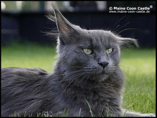 In Erinnerung an Langstteich's Sca´Ramia ⋆ Maine Coon Castle