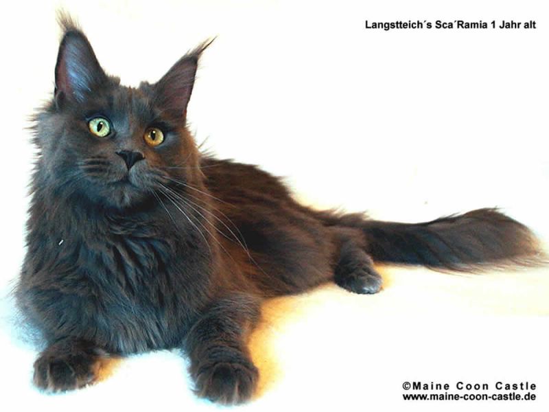 In Erinnerung an Langstteich's Sca´Ramia ⋆ Maine Coon Castle