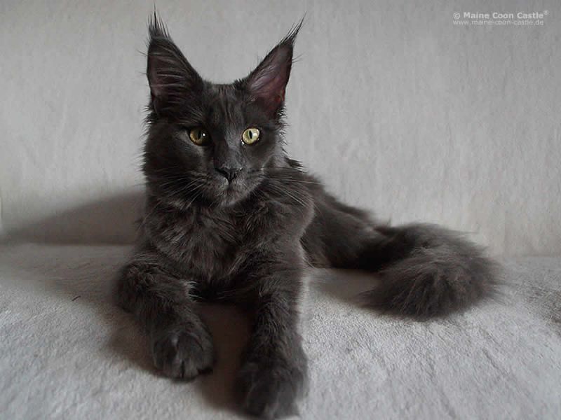 In Erinnerung an Langstteich's Sca´Ramia ⋆ Maine Coon Castle