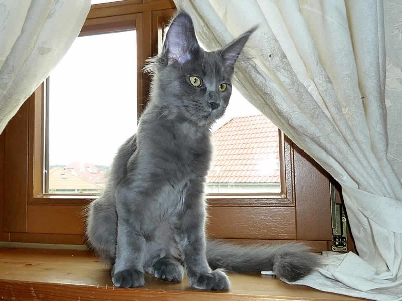 In Erinnerung an Langstteich's Sca´Ramia ⋆ Maine Coon Castle