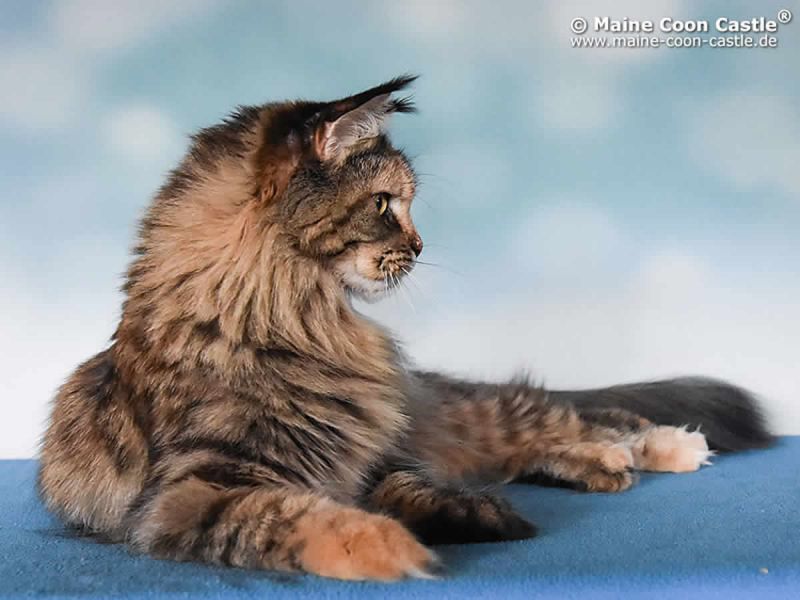 Erinnerung an Maine Coon Katze Polly of Maine Coon Castle
