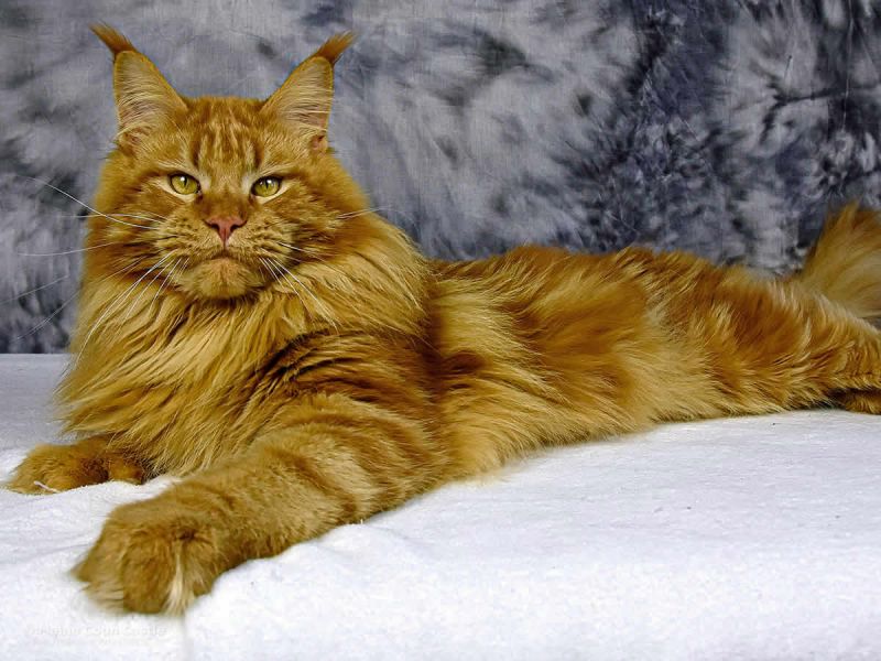 Nachruf auf den legendären Maine Coon Kater Zeus of MCC