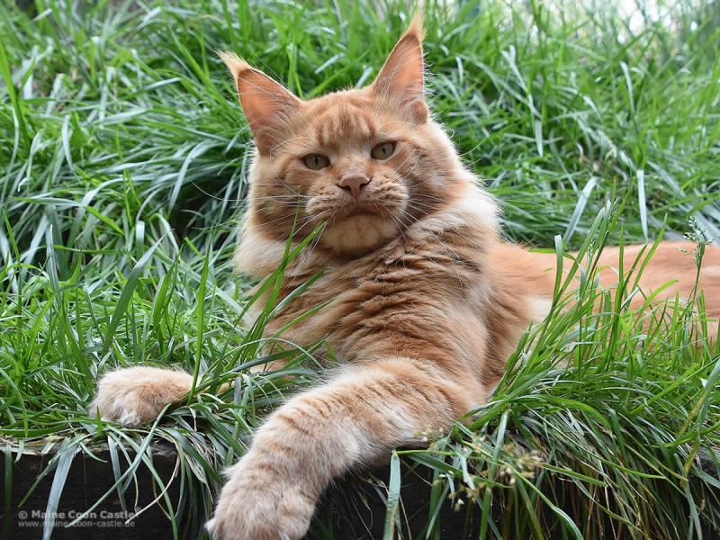 Nachruf auf den legendären Maine Coon Kater Zeus of MCC