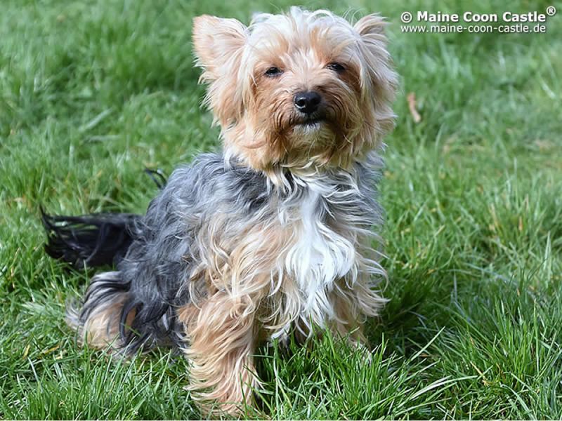 Yorkshire Terrier Anne ist als Maine Coon Hütehund perfekt