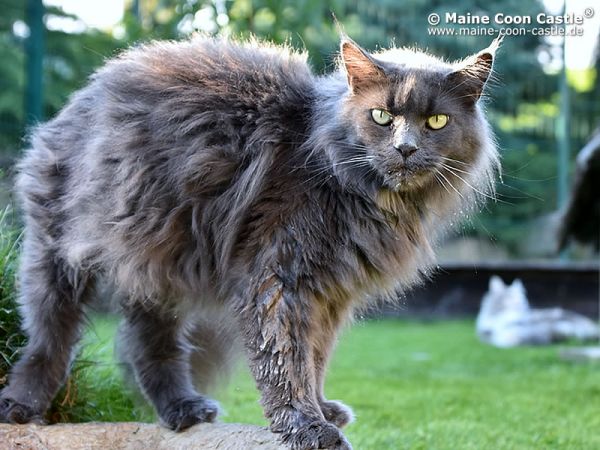 Die Maine Coon Kastratin Queen Bombastic Coons