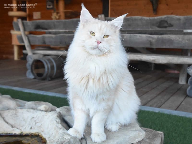 XXL Maine Coon Kater Alex of Maine Coon Castle