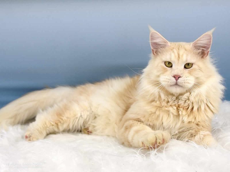 XXL Maine Coon Kater Alex of Maine Coon Castle