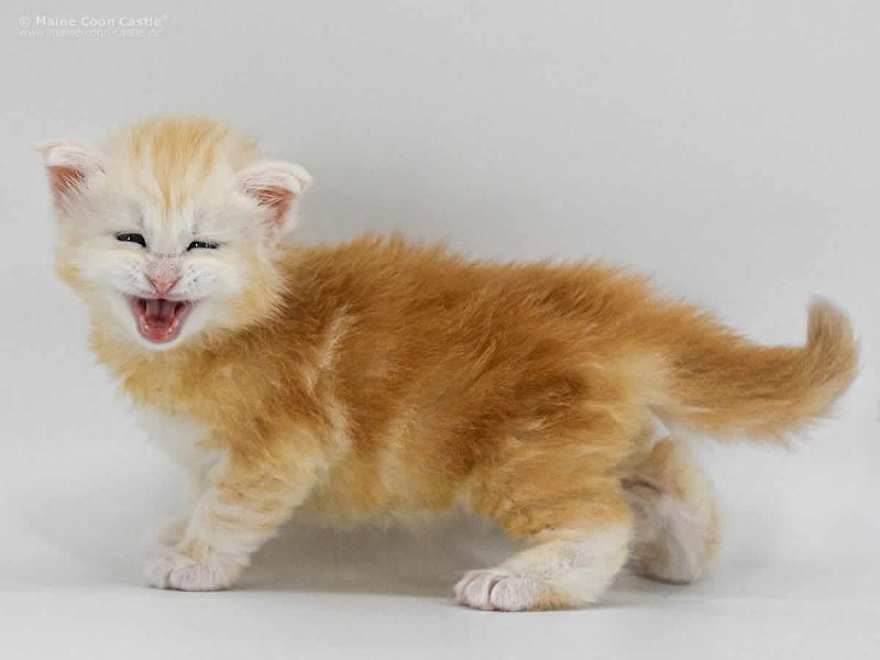 XXL Maine Coon Kater Alex of Maine Coon Castle