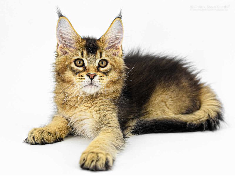 Maine Coon Kater Cobe of Maine Coon Castle ⋆ MCO Breed