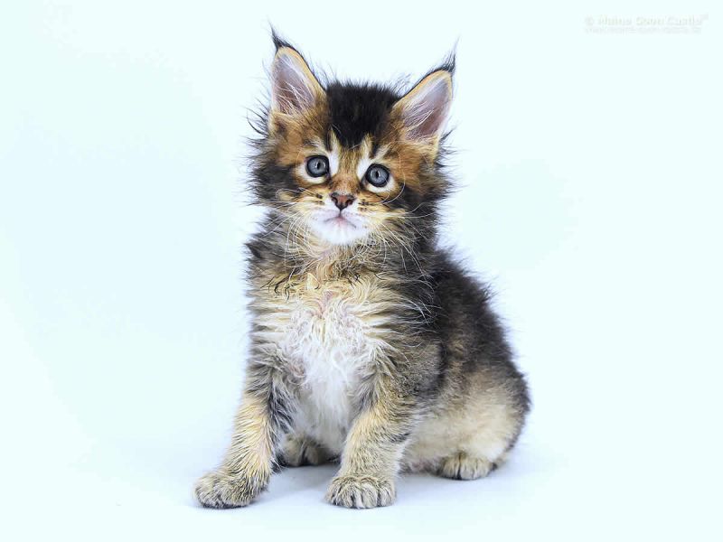 Maine Coon Kater Cobe of Maine Coon Castle ⋆ MCO Breed