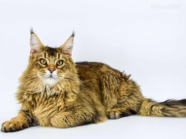 Maine Coon Kater Cobe of Maine Coon Castle ⋆ MCO Breed