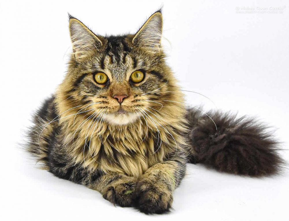 XXL Maine Coon Kater Alex of Maine Coon Castle ⋆ MCO Breed