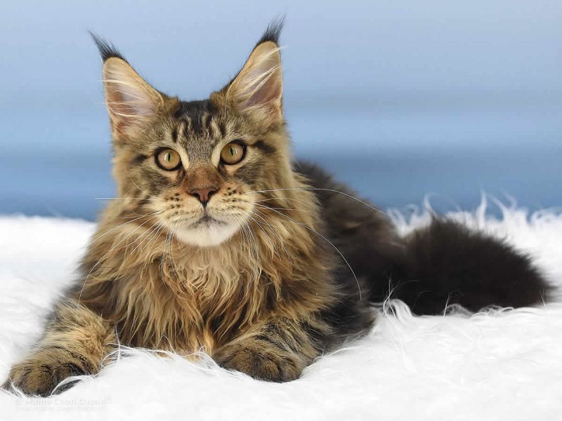 XXL Maine Coon Kitten kaufen - Nick of Maine Coon Castle