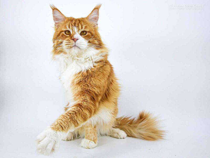 Maine Coon Kitten kaufen | Kitten of Maine Coon Castle