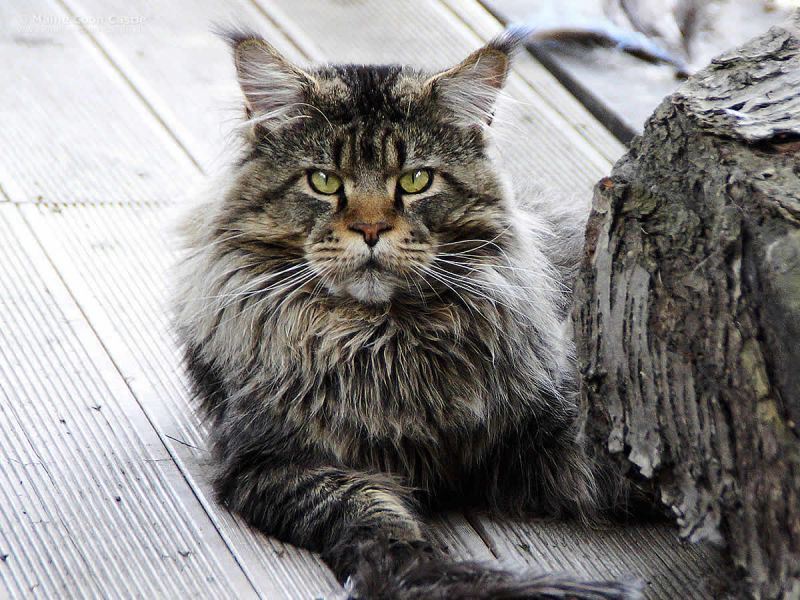 XXL Maine Coon - Weltchampion Yaron of Brenda's Garden