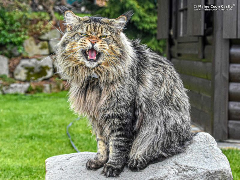 Xxl Maine Coon
