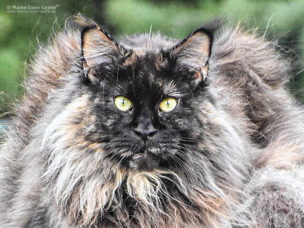 Maine Coon Kitten kaufen | Kitten of Maine Coon Castle