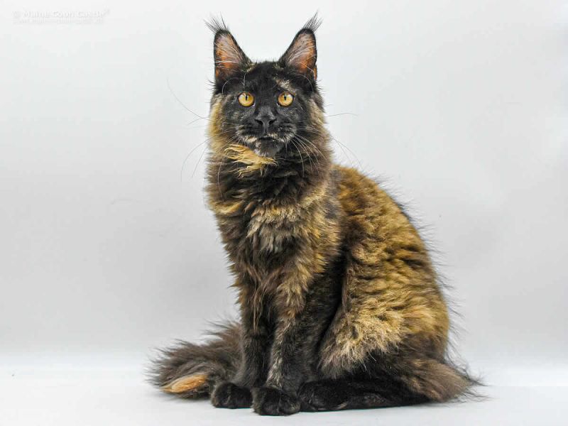 XXL Maine Coon Katze Anna of Maine Coon Castle ist perfekt