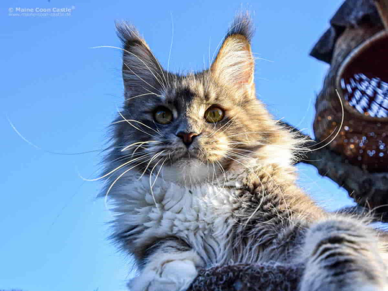 Maine Coon Kitten kaufen | Kitten of Maine Coon Castle