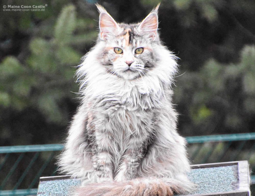 Maine Coon Katze Elena of Maine Coon Castle ⋆ Katzenzüchter