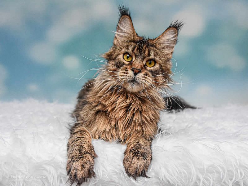 Maine Coon Kitten kaufen - Lisa of Maine Coon Castle