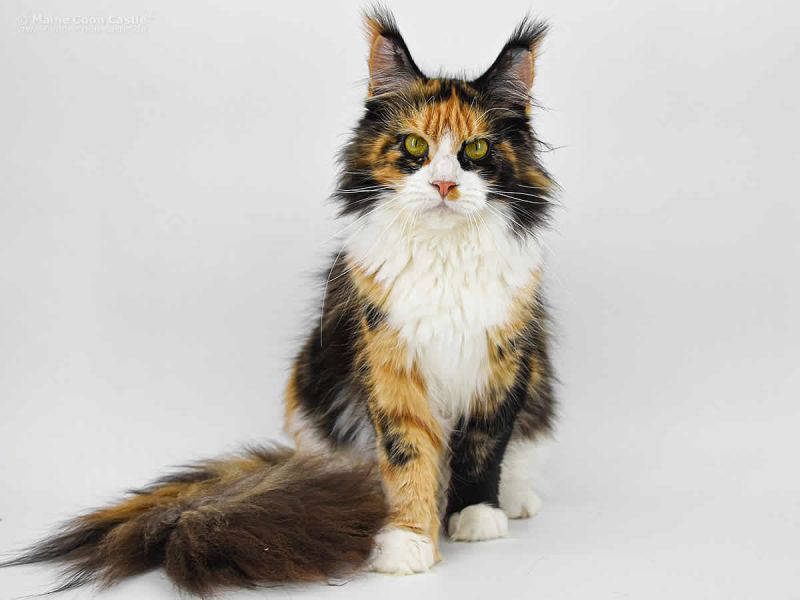 Maine Coon Katze Elena of Maine Coon Castle ⋆ Katzenzüchter
