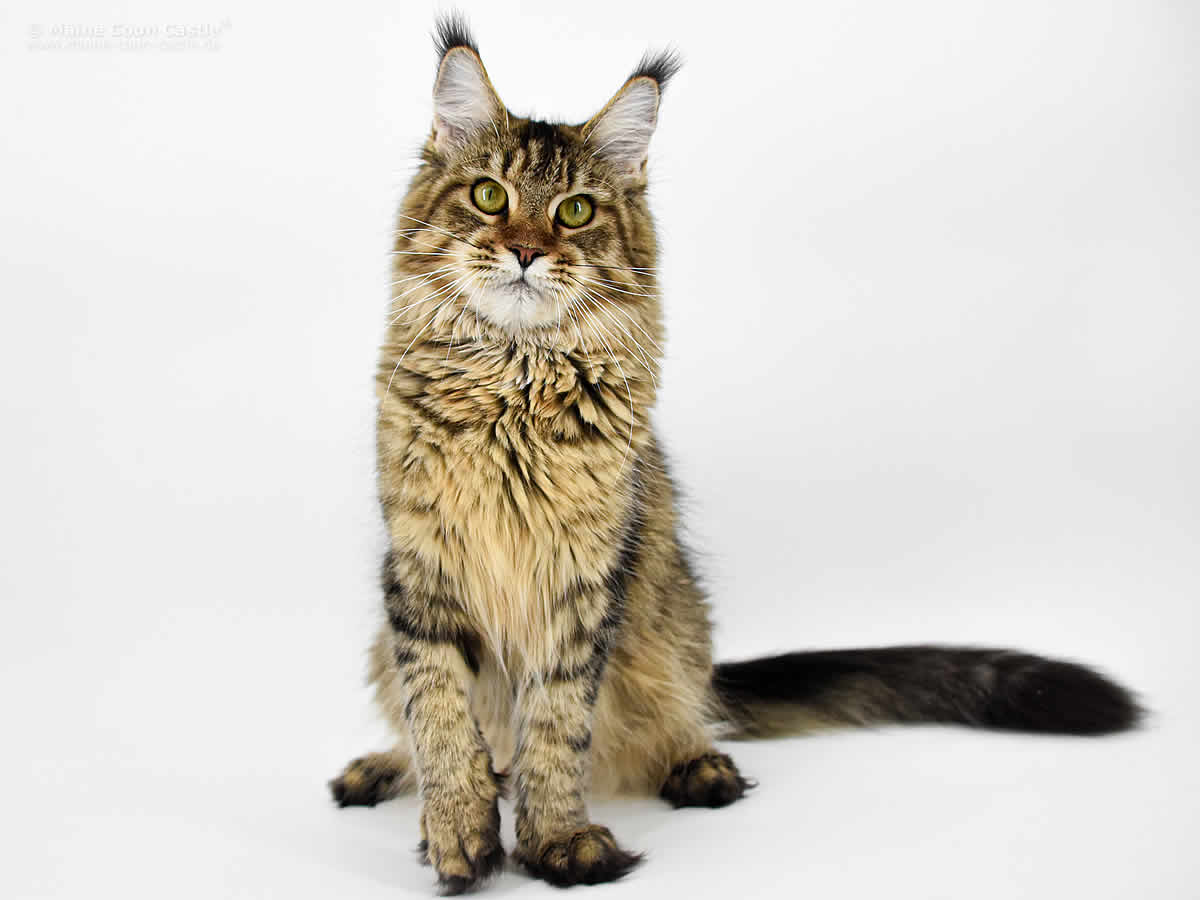 Seri se Maine Coon Z chter Die 6 Wichtigsten Merkmale Seri se Maine Coon Z chter Die 6 Wichtigsten Merkmale