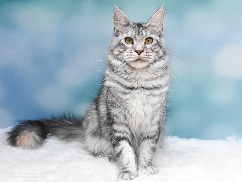 Maine Coon Kitten kaufen | Kitten of Maine Coon Castle