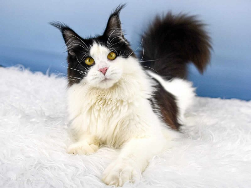 SUC-Therapie für nierenkranke Katzen | Katzenblog