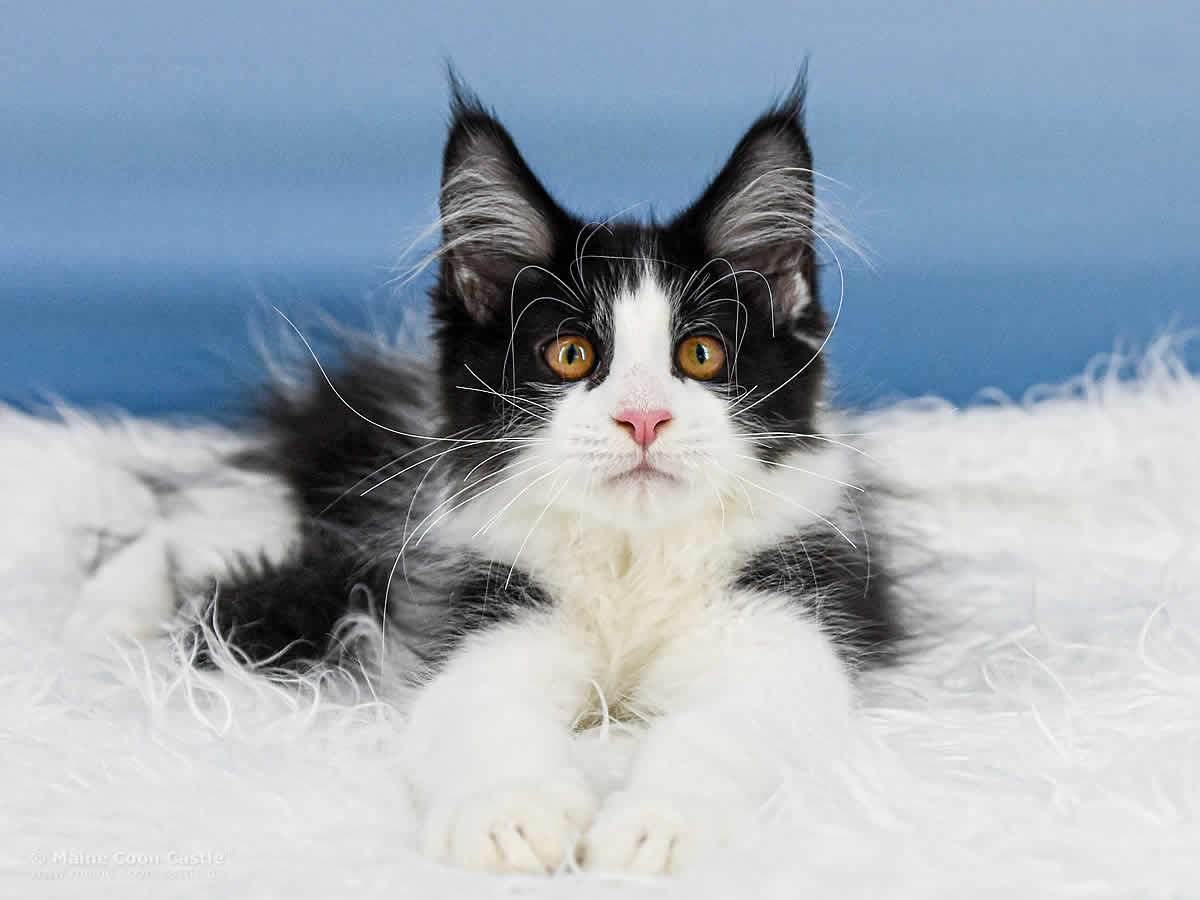 schwarz - weisse Maine Coon Katze Pepa of Maine Coon Castle