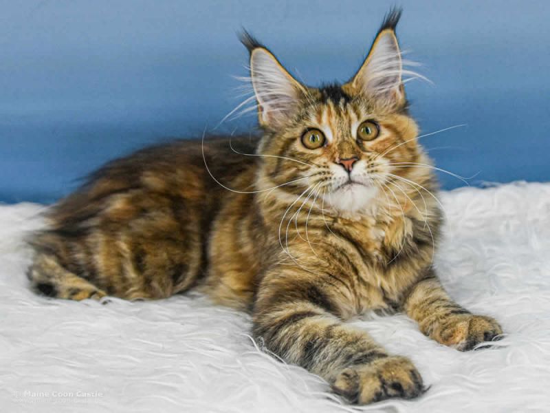 Maine Coon Kitten kaufen | Kitten of Maine Coon Castle