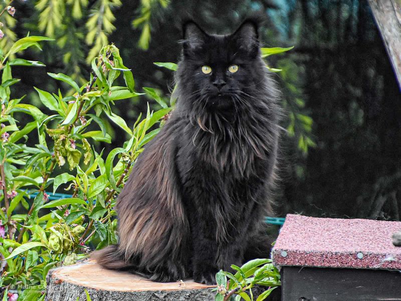 Schwarze Maine Coon Katze Wally of Maine Coon Castle