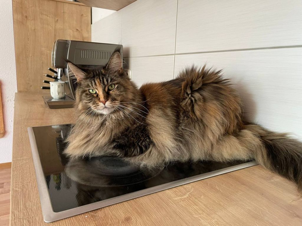 Sehenswerte Maine Coon Katzenbilder und lustige Katzenbilder