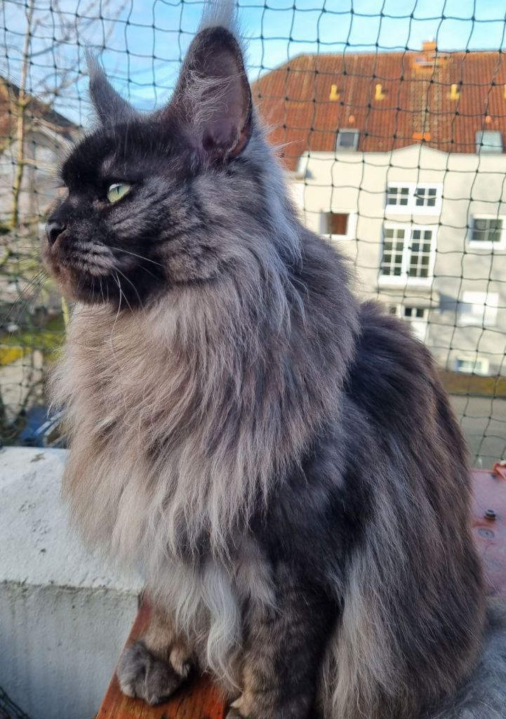 faszinierende Katzenbilder & Katzenfotos - Maine Coon Katzen