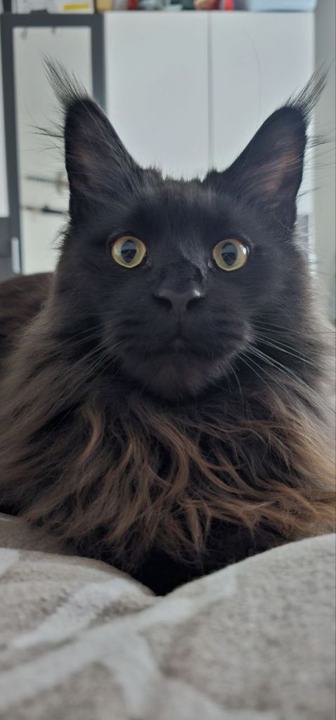 faszinierende Katzenbilder & Katzenfotos - Maine Coon Katzen