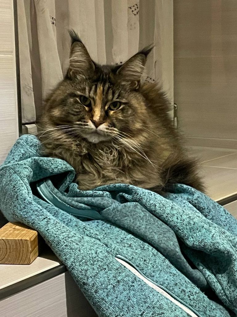 faszinierende Katzenbilder & Katzenfotos - Maine Coon Katzen