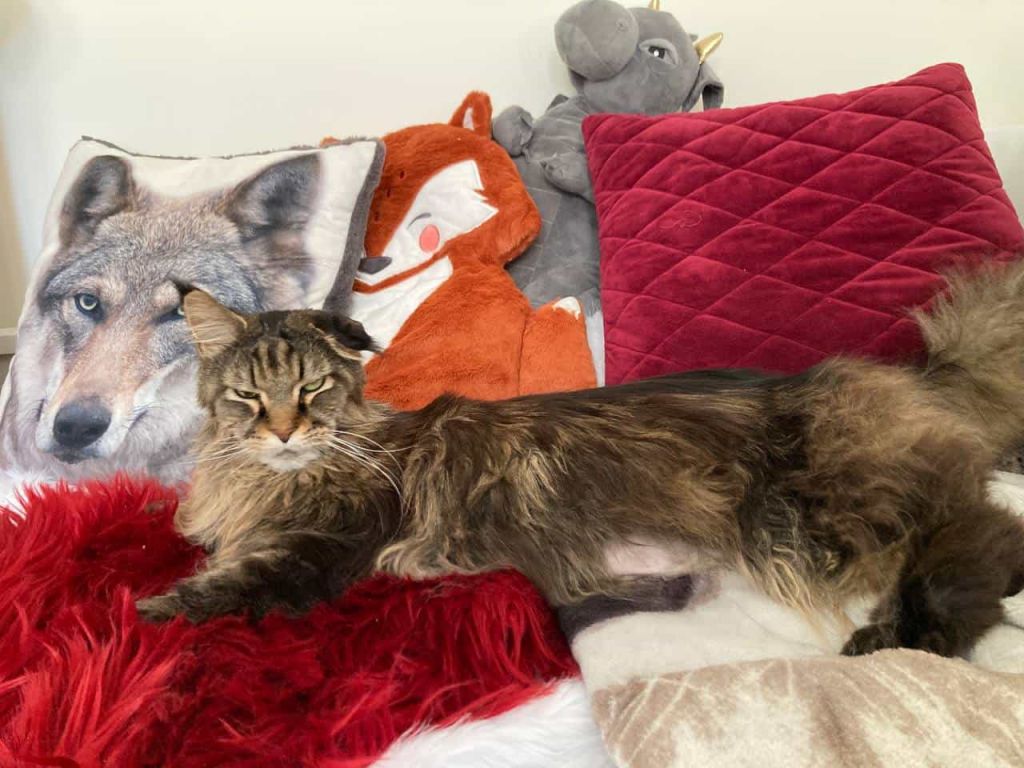 Sehenswerte Maine Coon Katzenbilder und lustige Katzenfotos