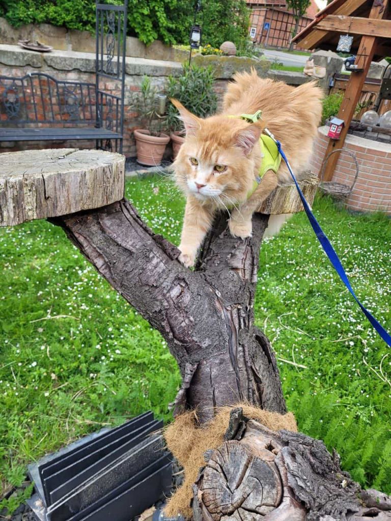 Sehenswerte Maine Coon Katzenbilder und lustige Katzenbilder