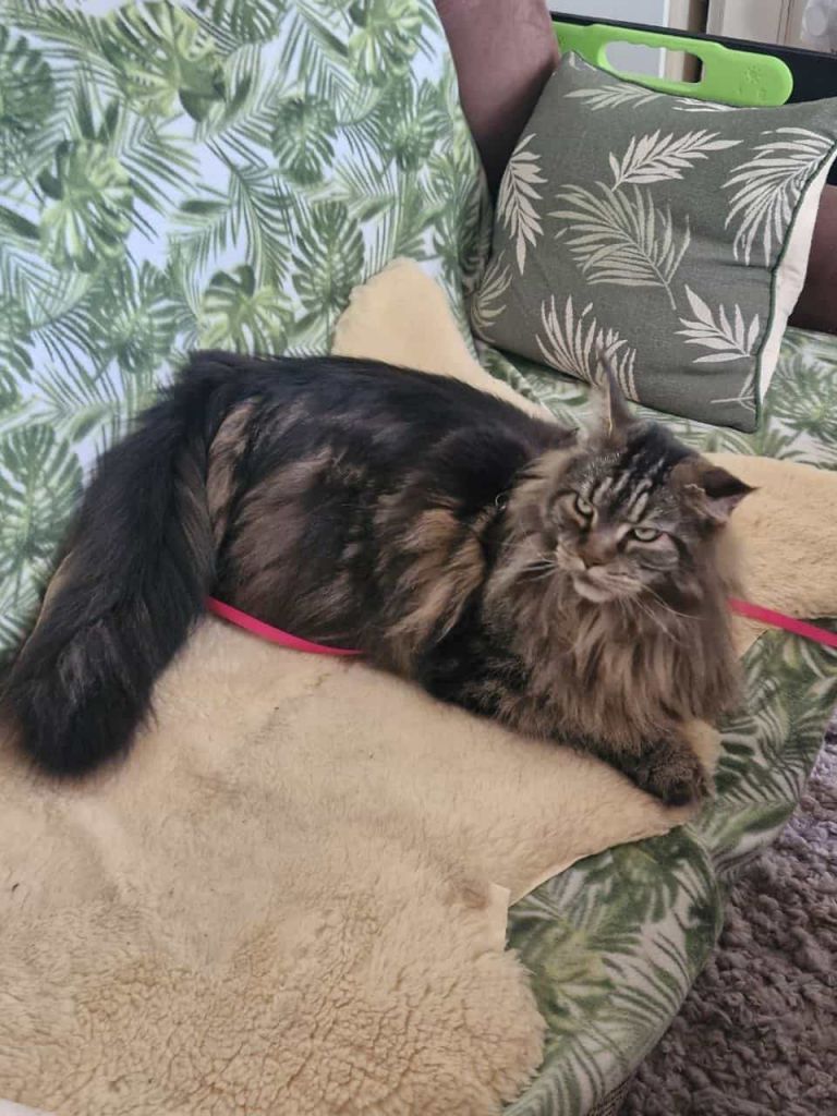 Sehenswerte Maine Coon Katzenbilder und lustige Katzenbilder