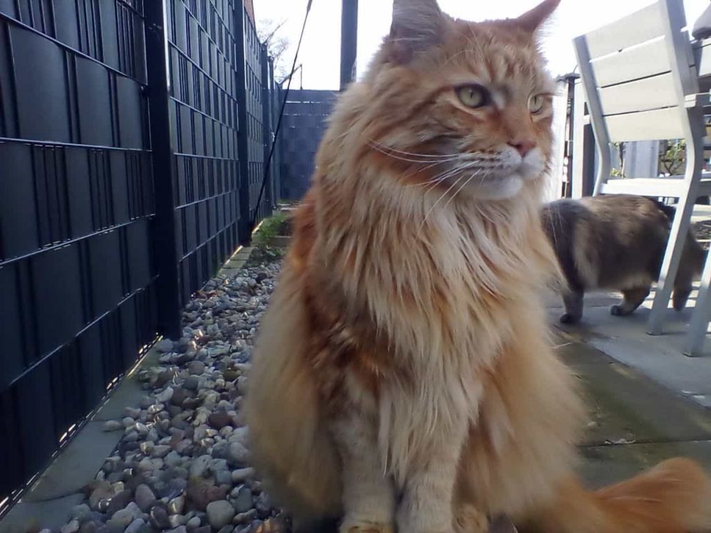 Sehenswerte Maine Coon Katzenbilder und lustige Katzenbilder