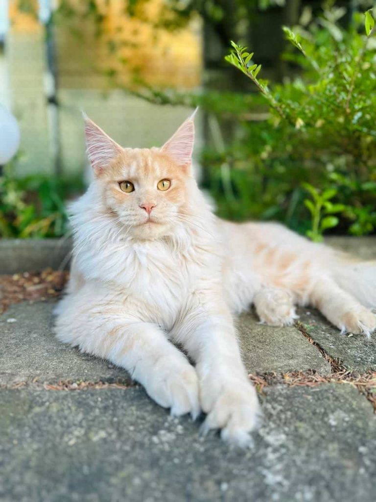 Sehenswerte Maine Coon Katzenbilder und lustige Katzenbilder