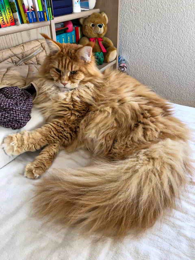 Die besten Katzenfotos 05/25 - Maine Coon Katzen Galerie